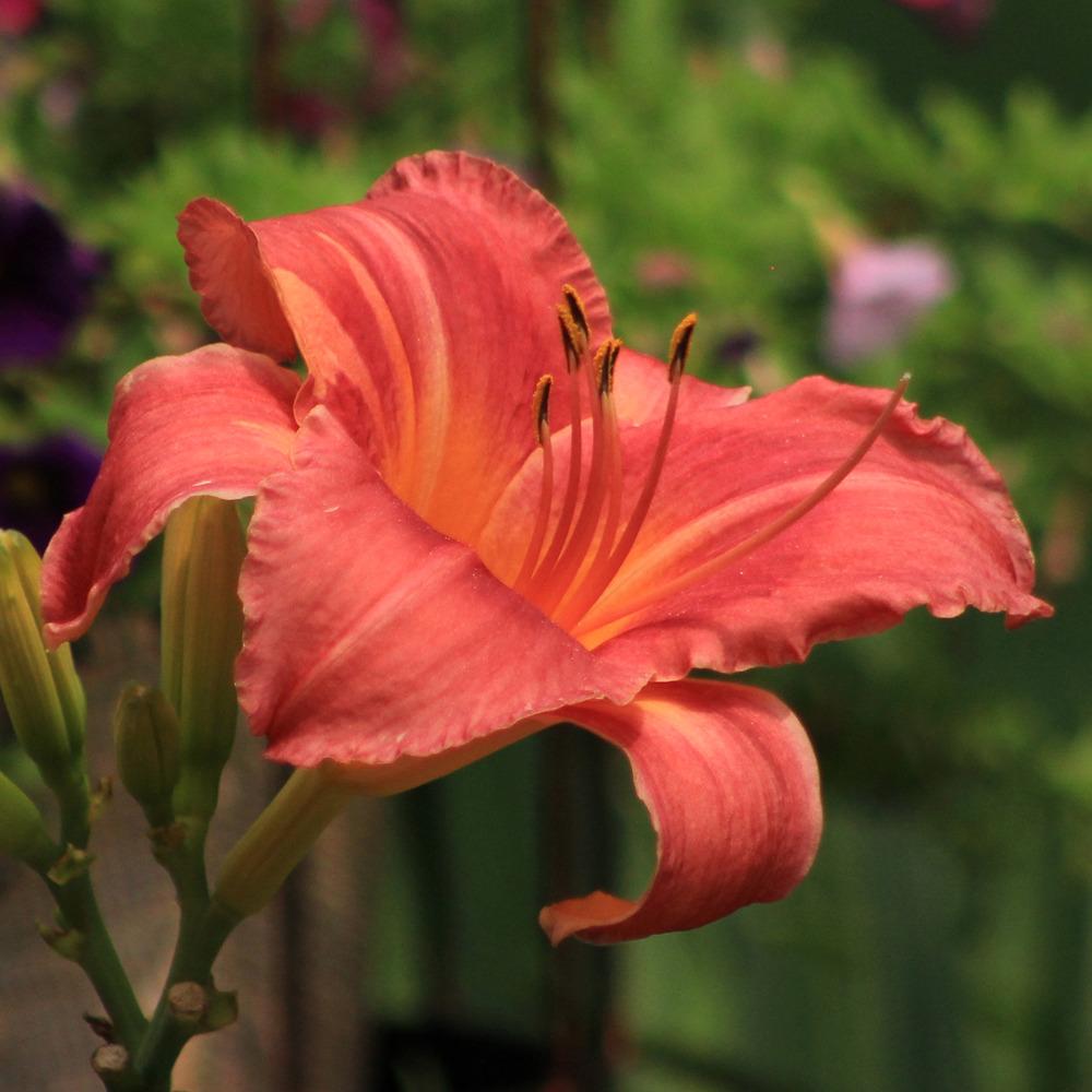 Photo of the bloom of Daylily (Hemerocallis 'Persian Market') posted by ...