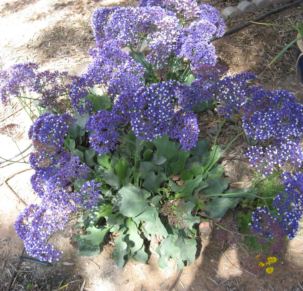 Photo of the entire plant of Statice (Limonium sinuatum) posted by ...