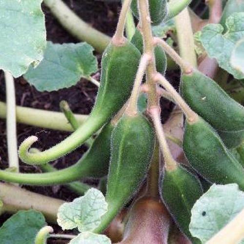 Devil's Claw (Proboscidea parviflora) - Garden.org