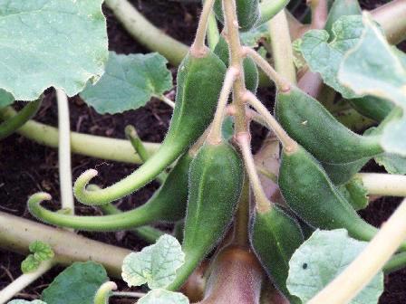 Devil's Claw (Proboscidea parviflora) - Garden.org