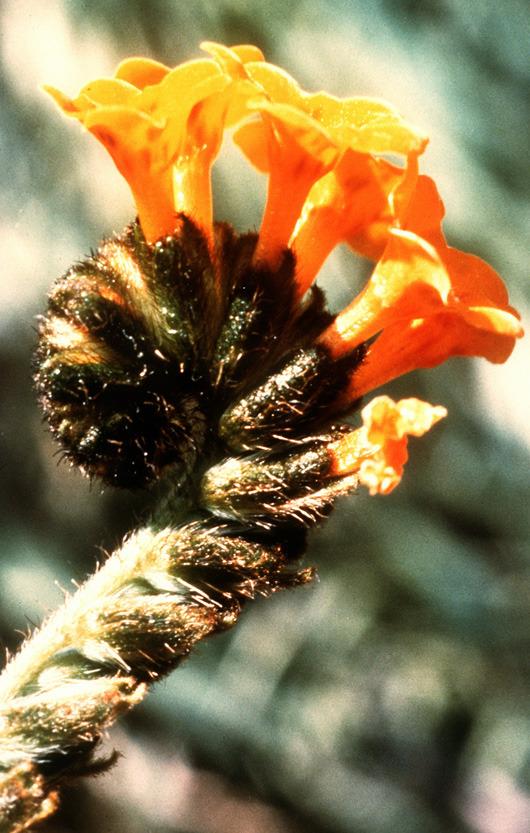 Large Flowered Fiddleneck (Amsinckia grandiflora) - Garden.org