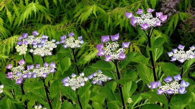 Photo of the bloom of Lacecap Hydrangea (Hydrangea macrophylla 'Zorro ...