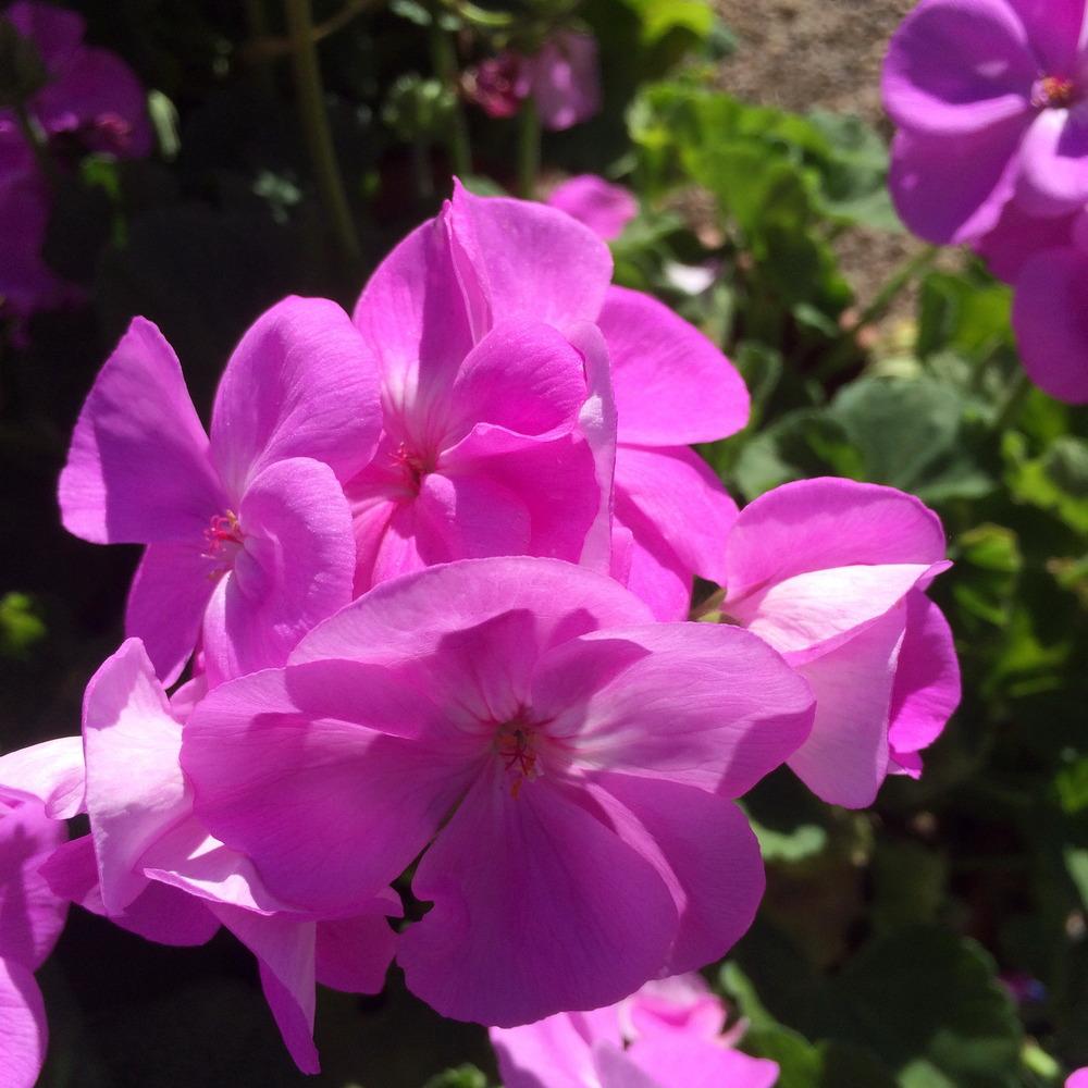 Zonal Geranium (Pelargonium x hortorum) in the Pelargoniums Database ...