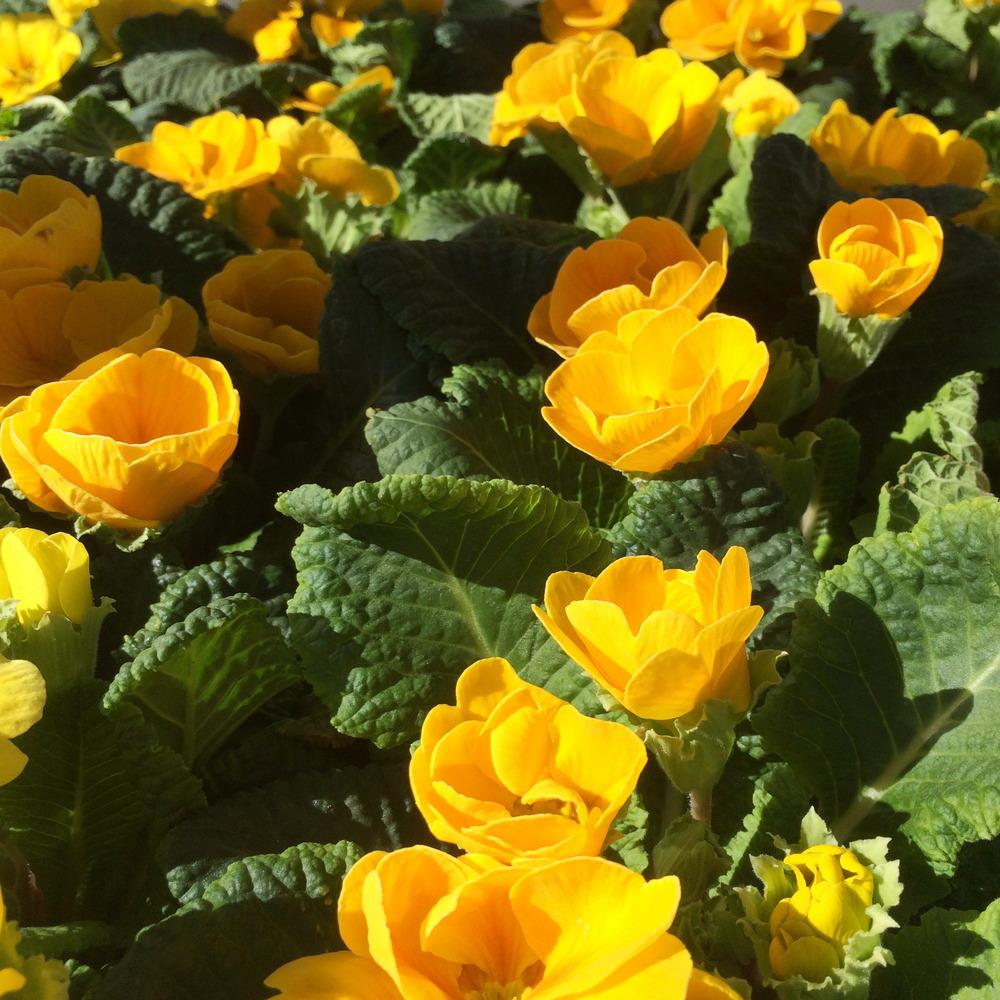 Primrose (Primula vulgaris subsp. vulgaris 'Danessa Golden Shades') in ...