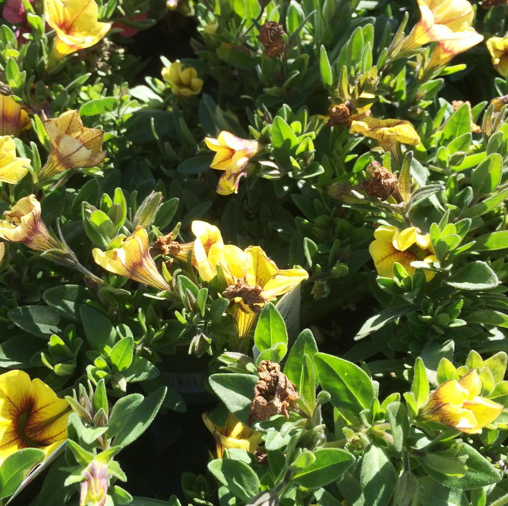 Calibrachoas: Plant Care and Collection of Varieties - Garden.org