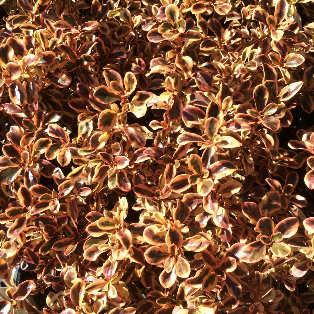 Australian Mirror Bush (Coprosma 'Rainbow Surprise') - Garden.org