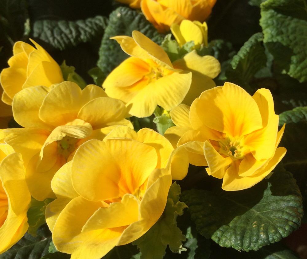 Primroses: Plant Care and Collection of Varieties - Garden.org