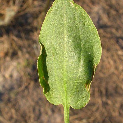 Northern Water Plantain (Alisma triviale) - Garden.org