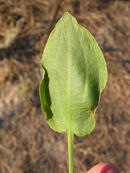 Northern Water Plantain (Alisma triviale) - Garden.org