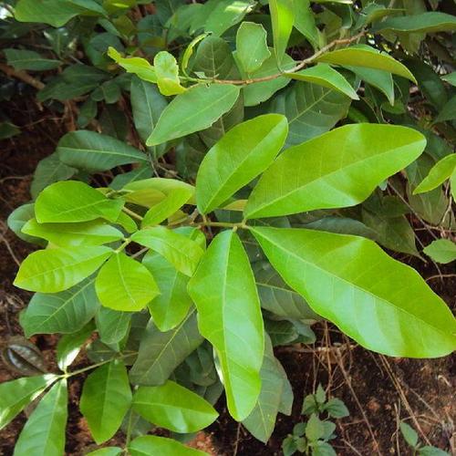 Aglaia elaeagnoidea - Garden.org