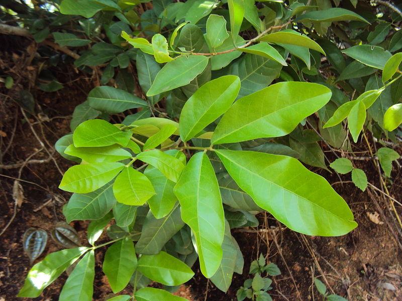 Aglaia elaeagnoidea - Garden.org