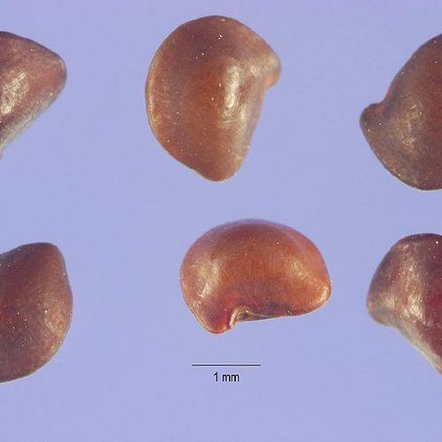 Shyleaf Jointvetch (Aeschynomene americana) - Garden.org