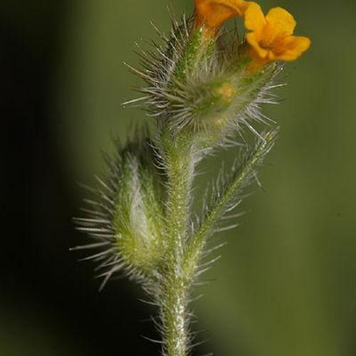 Tarweed Fiddleneck (Amsinckia lycopsoides) - Garden.org