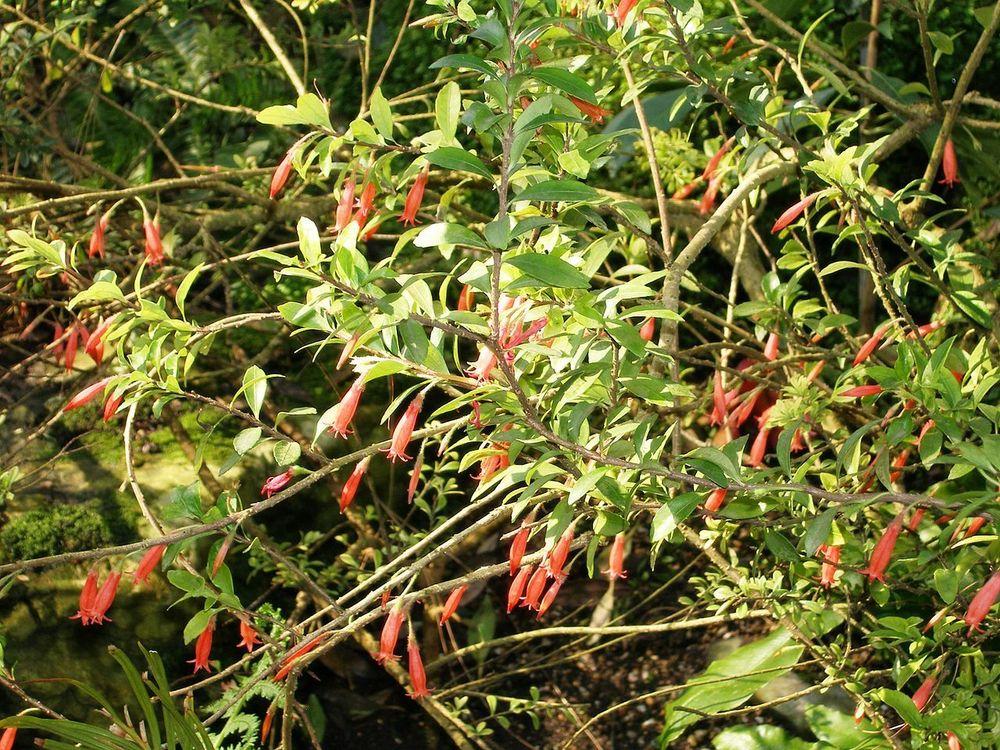 Agapetes obovata - Garden.org