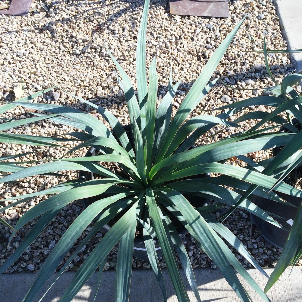 Weeping Yucca (Yucca gloriosa var. tristis) - Garden.org