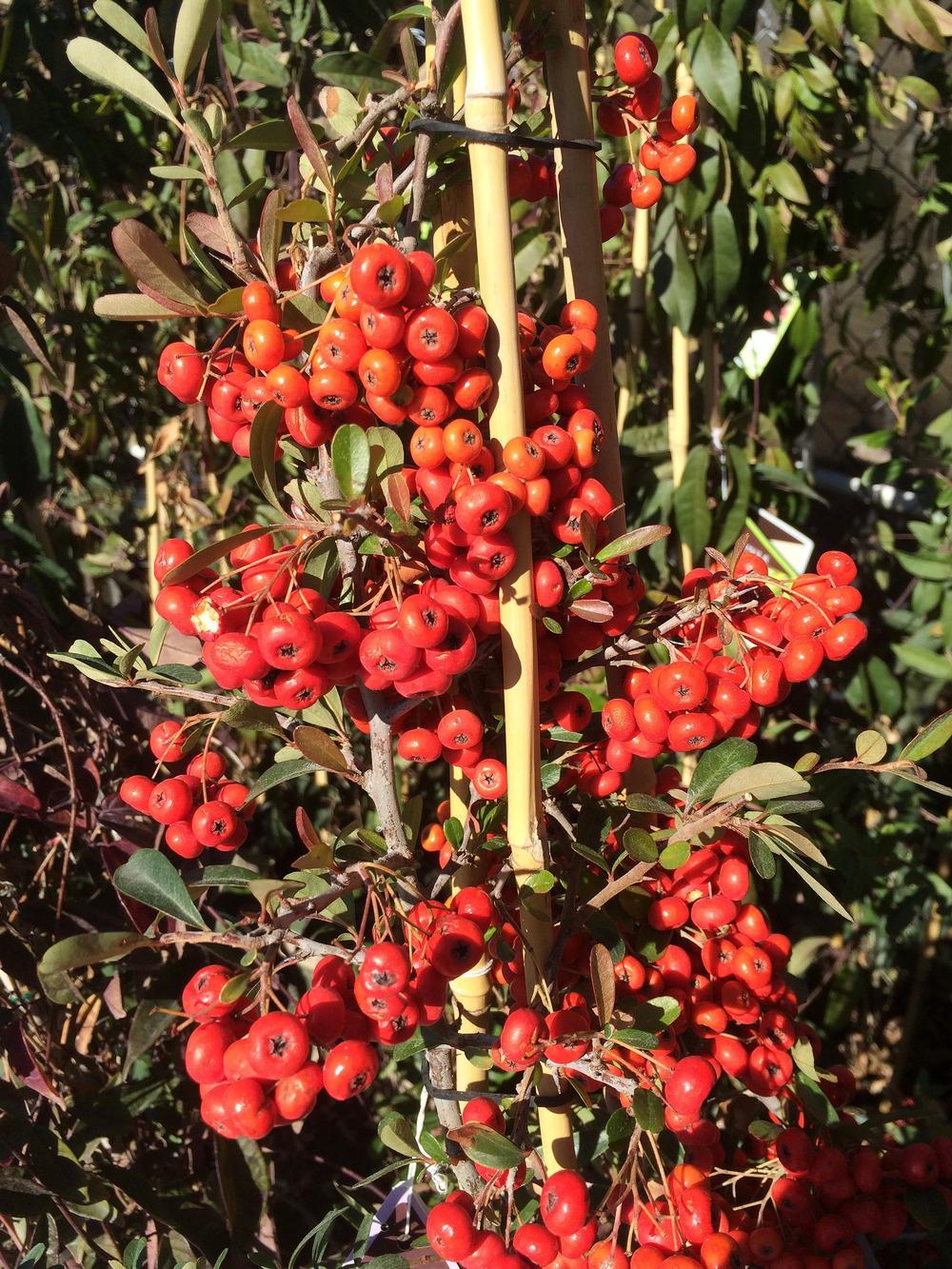 Formosa Firethorn (Pyracantha koidzumii) - Garden.org