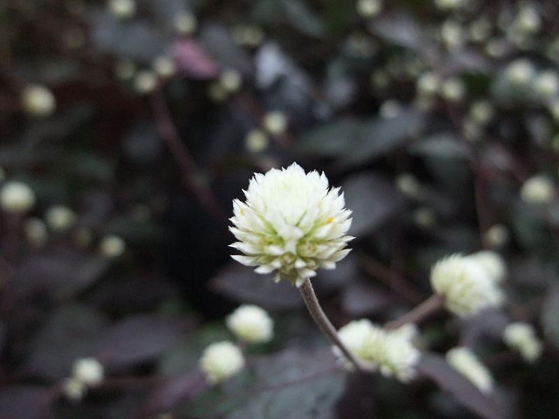 Calico Plant (Alternanthera bettzickiana) - Garden.org
