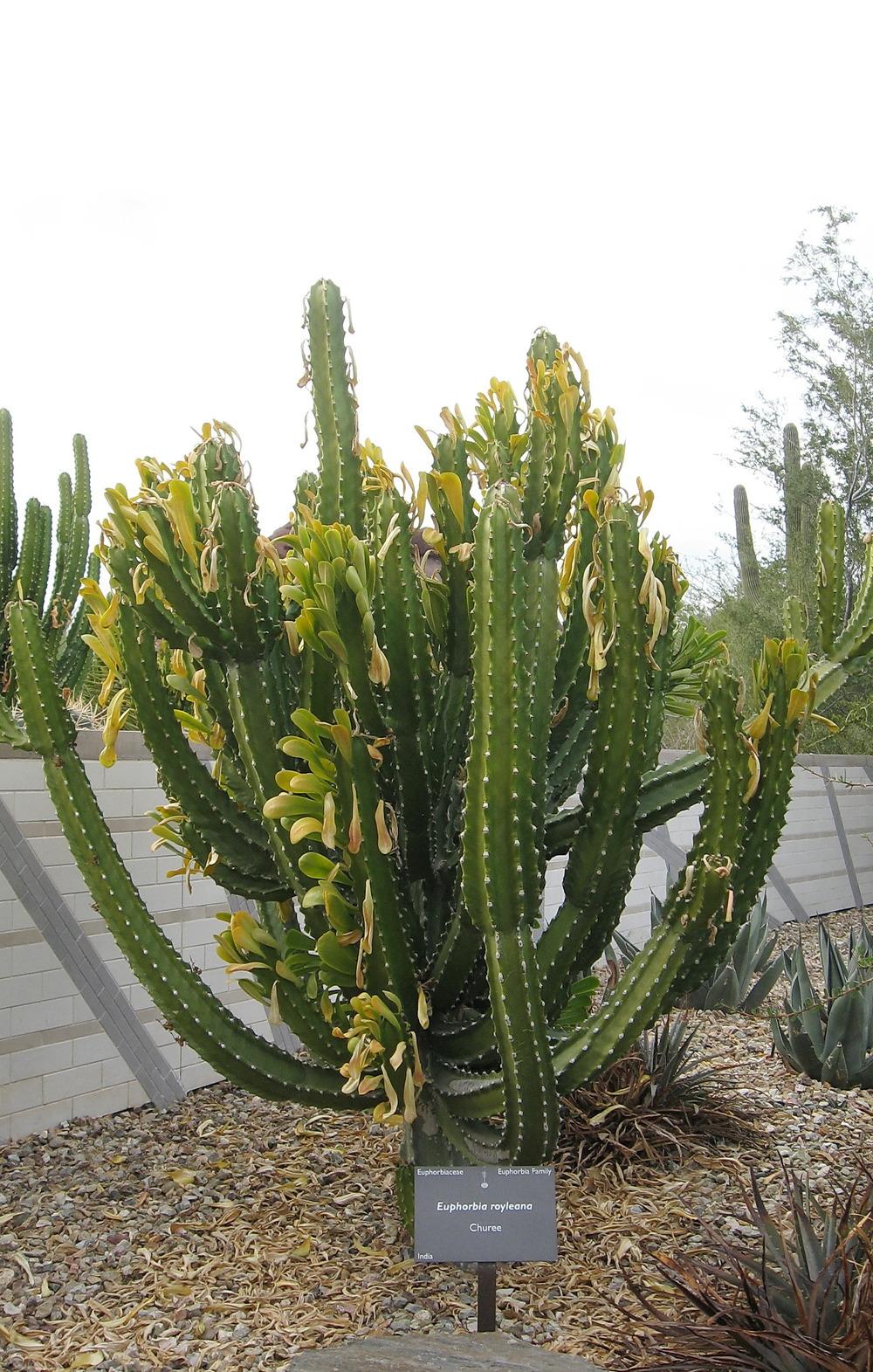Churee (Euphorbia royleana) in the Euphorbias Database - Garden.org