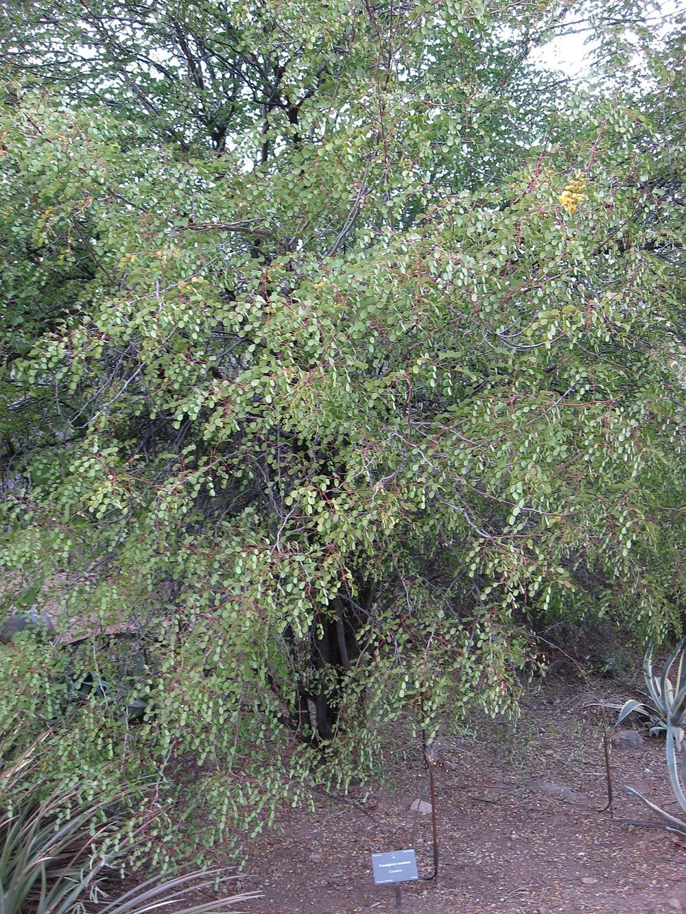 Cascalote (Tara cacalaco) - Garden.org