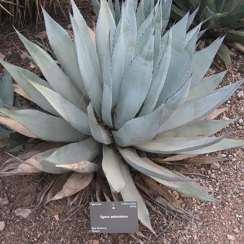 Cedros Island Agave (Agave sebastiana) in the Agaves Database - Garden.org