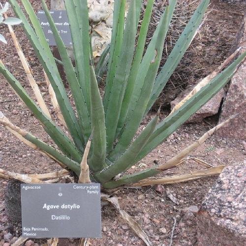 Datilillo (Agave datylio) in the Agaves Database - Garden.org