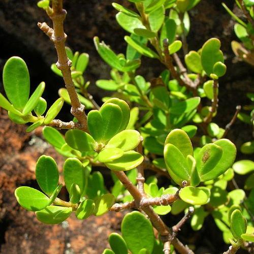 Maile (Alyxia stellata) - Garden.org