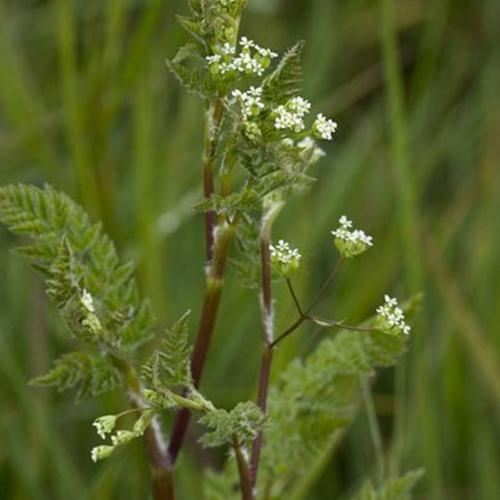 Burr Chervil (Anthriscus caucalis) - Garden.org