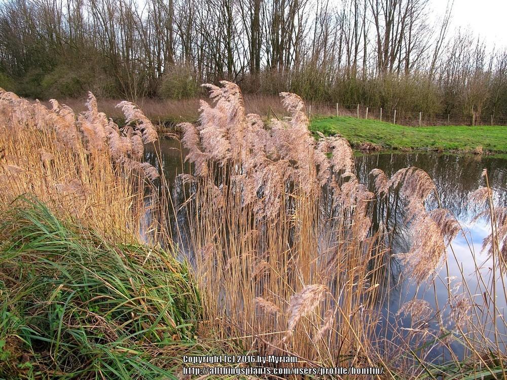 Phragmites Communis