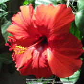 The Main Plant entry for Hibiscus - Garden.org