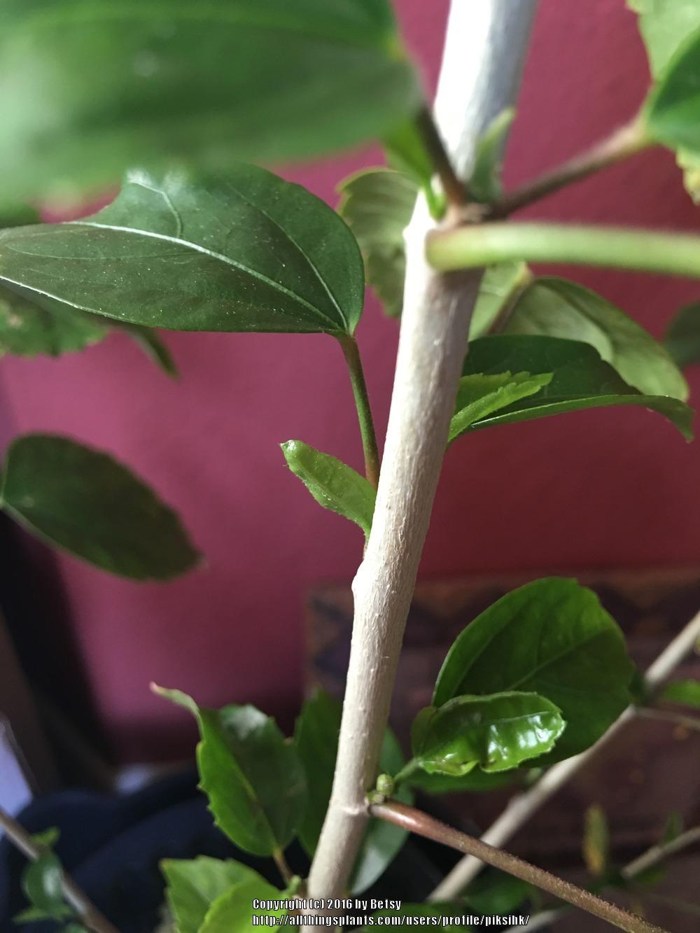 Photo of the stem, scape, stalk or bark of Tropical Hibiscus (Hibiscus ...