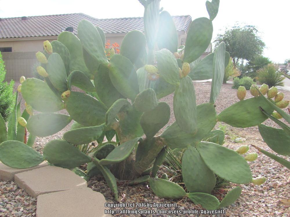 Photo of the entire plant of Nopal (Opuntia ficus-indica) posted by ...