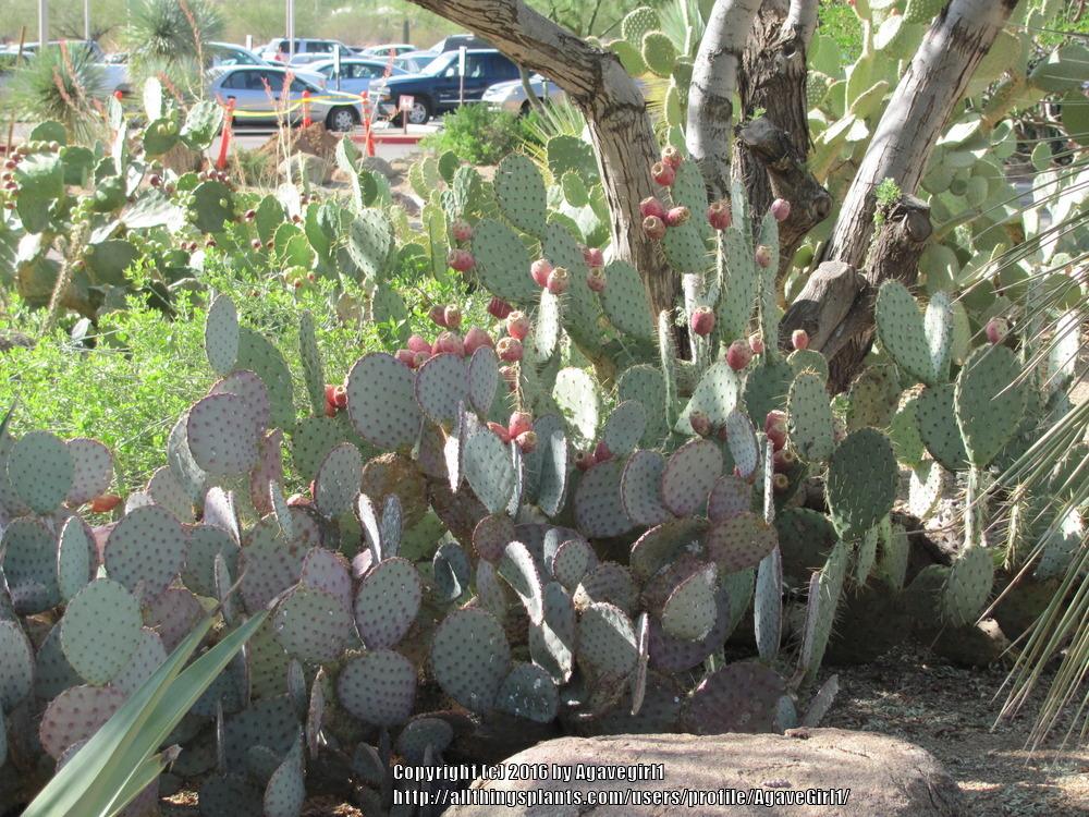 Photo of the entire plant of Nopal (Opuntia ficus-indica) posted by ...