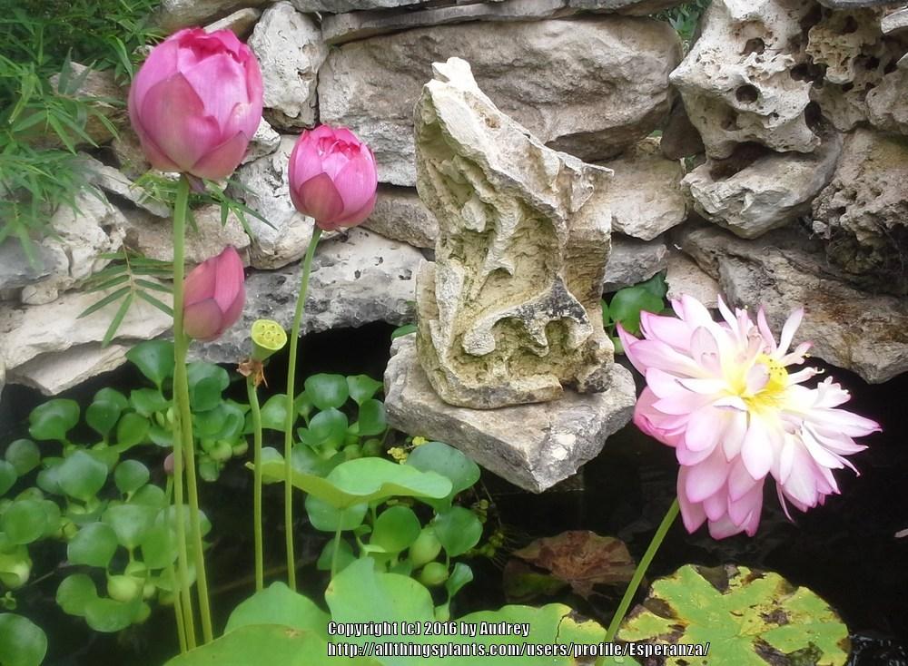 Photo of the bloom of Sacred Lotus (Nelumbo 'Momo Botan') posted by ...