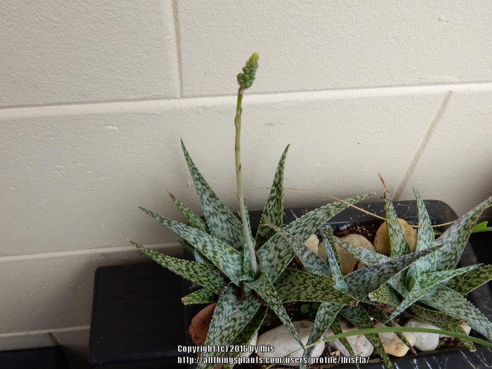 Photo of the bloom of Aloe (Aloe rauhii 'Snowflake') posted by IbisFla ...