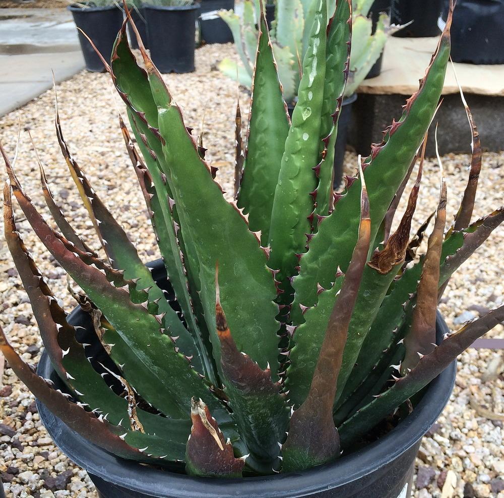 Jaws Hardy Century Plant (Agave gentryi 'Jaws') in the Agaves Database ...