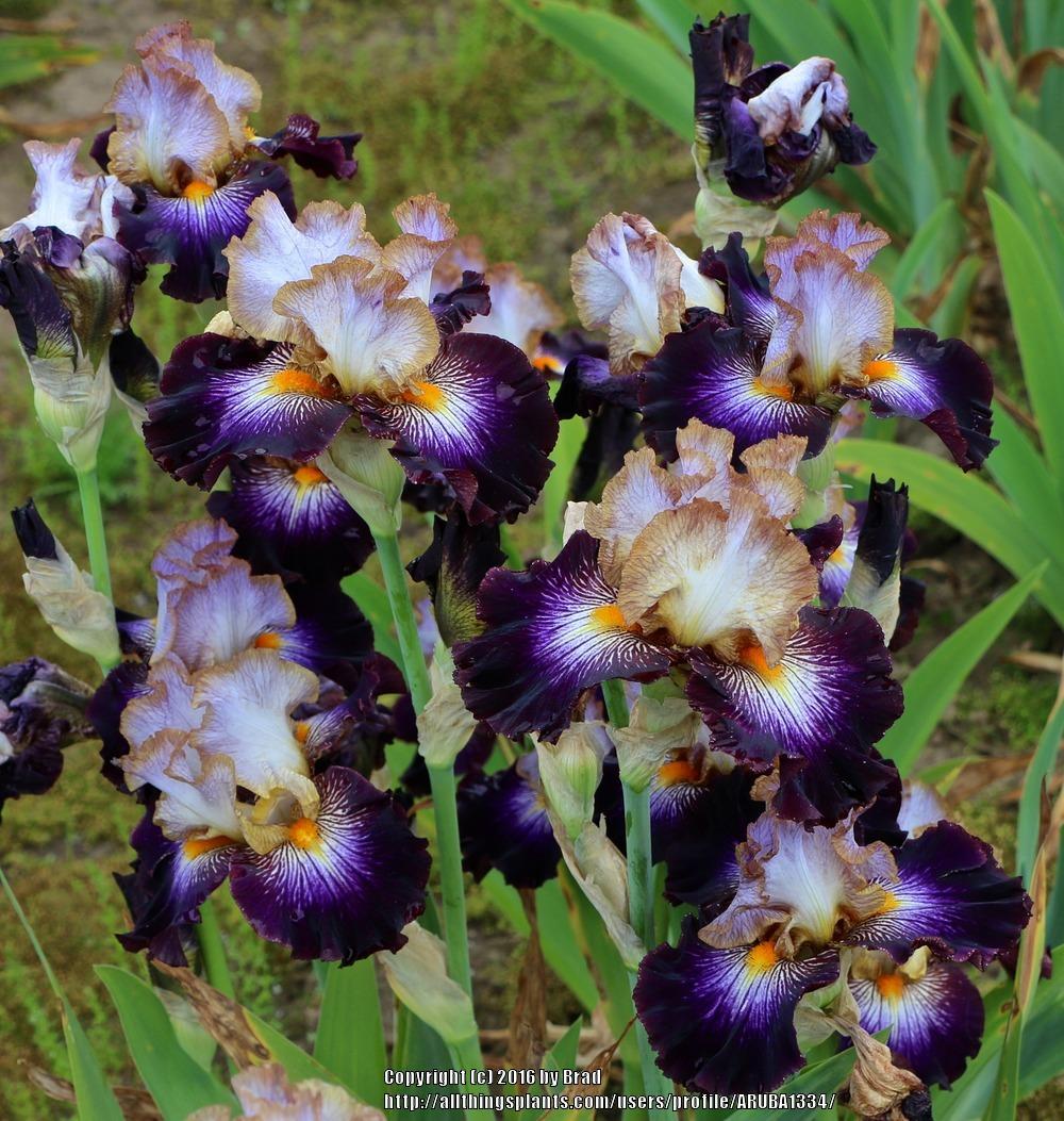 Photo of the bloom of Tall Bearded Iris (Iris 'Mixed Signals') posted ...