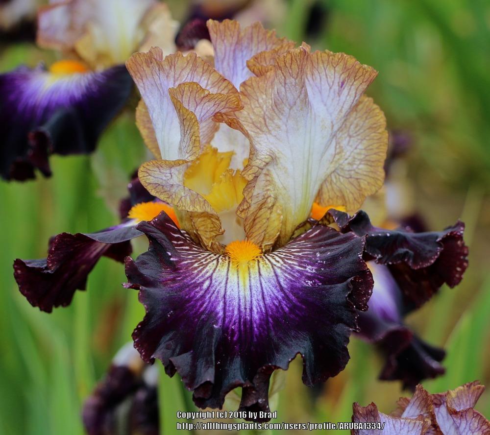 Photo of the bloom of Tall Bearded Iris (Iris 'Mixed Signals') posted by ARUBA1334 - Garden.org