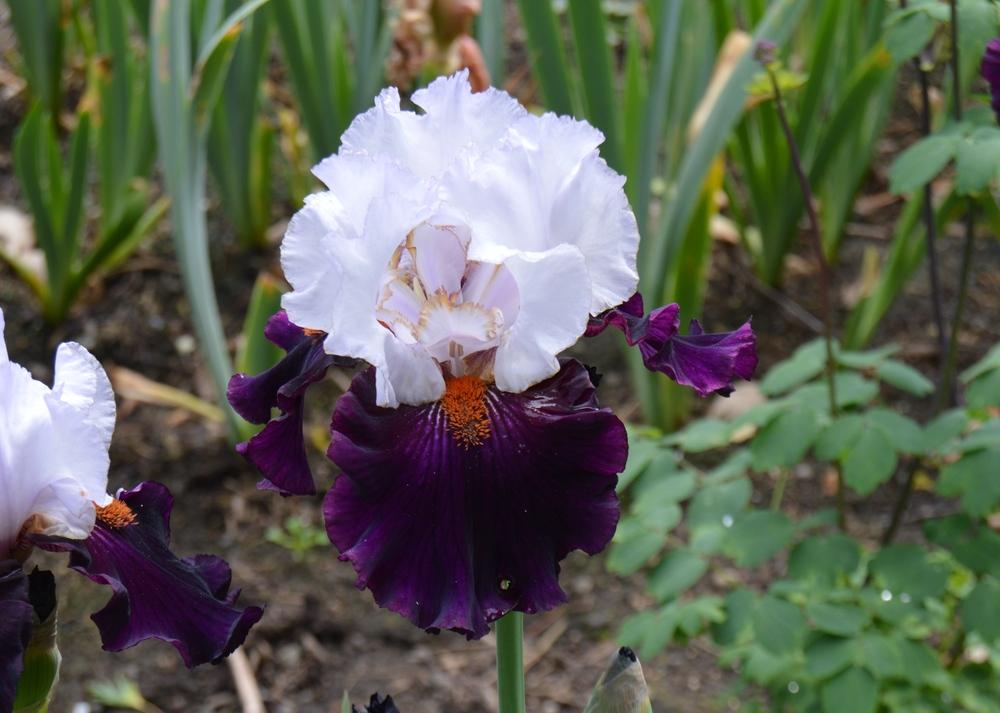 Photo of the bloom of Tall Bearded Iris (Iris 'Starring') posted by ...