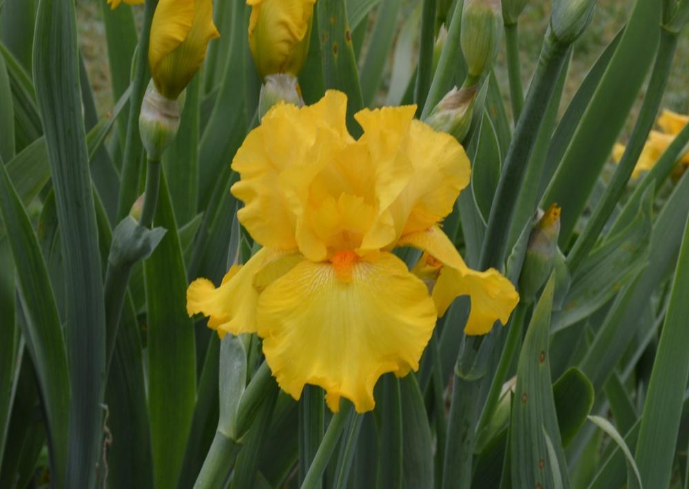 Tall Bearded Iris (Iris 'Slew o' Gold') in the Irises Database - Garden.org