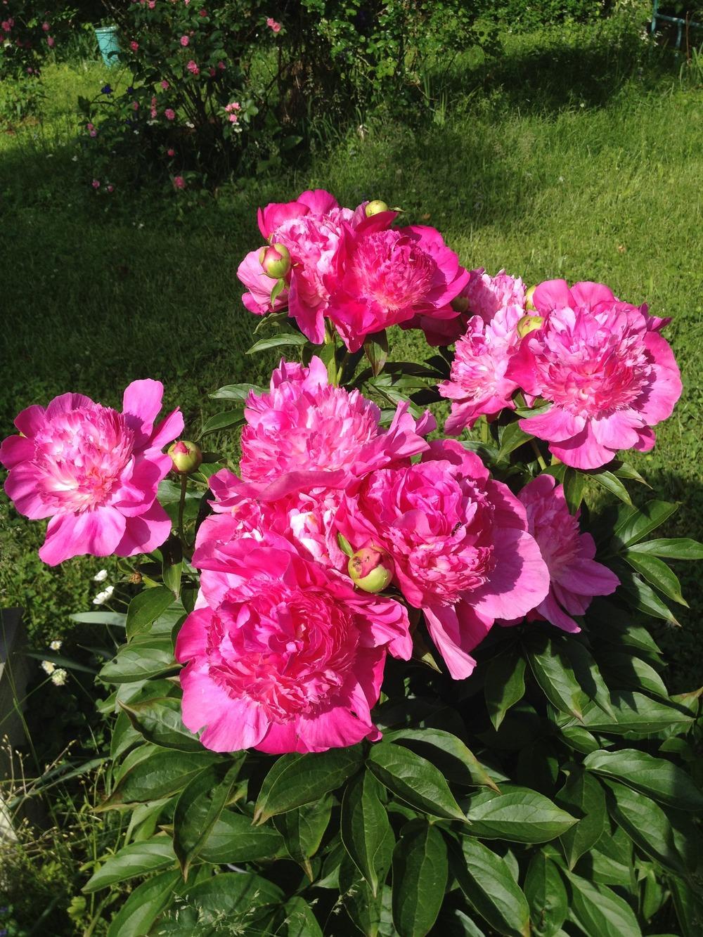 Peony (Paeonia 'Pink Pom Pom') in the Peonies Database - Garden.org