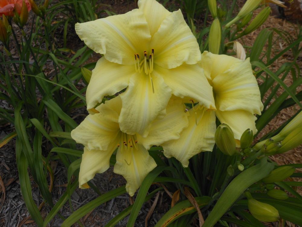 Daylily (Hemerocallis 'Ojibwa Feather') in the Daylilies Database - Garden.org