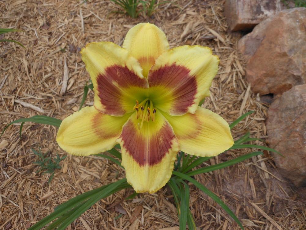 Photo of the bloom of Daylily (Hemerocallis 'Red Eyed Jack') posted by ...