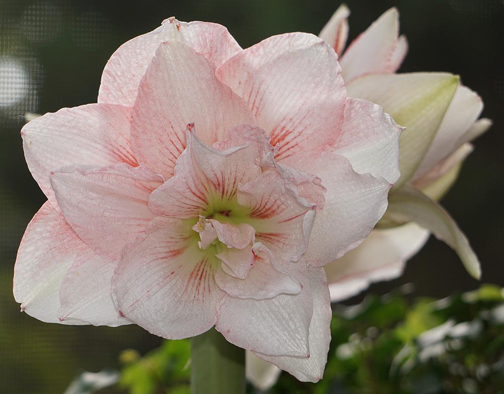 Photo of the bloom of Amaryllis (Hippeastrum 'PInk Glory') posted by ...
