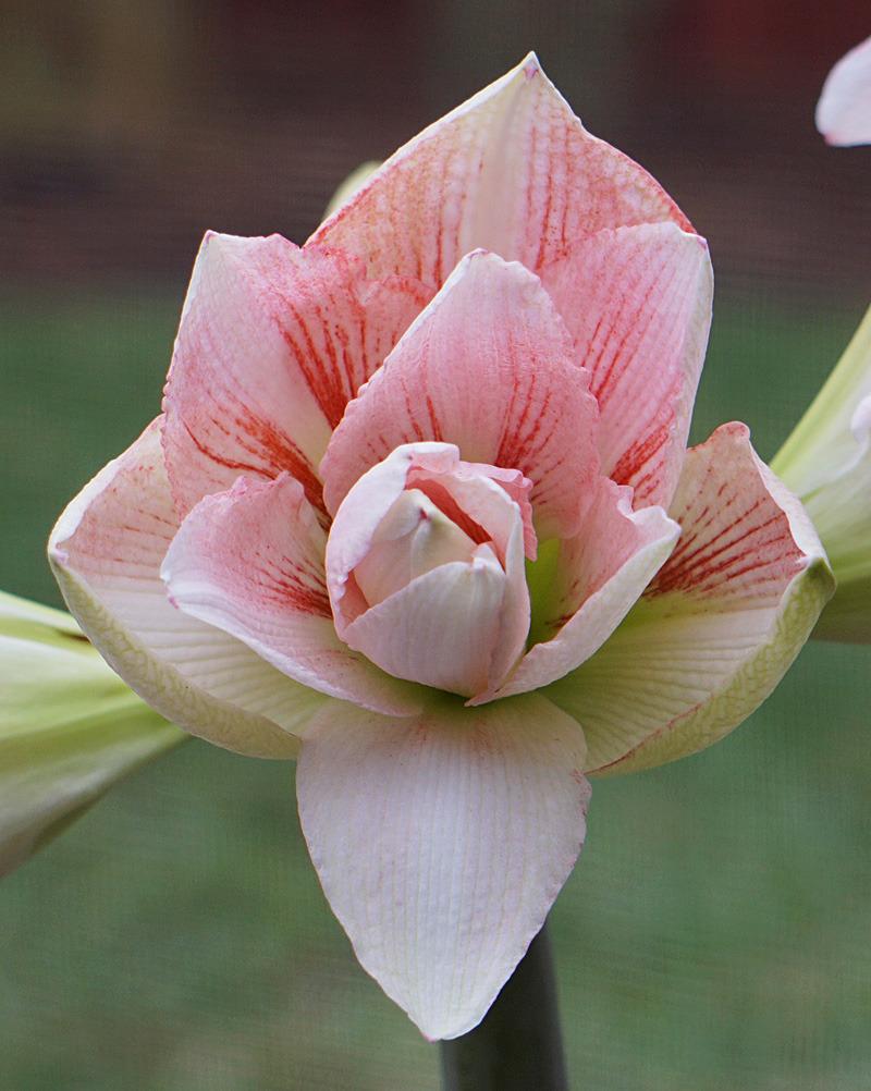Photo of the bloom of Amaryllis (Hippeastrum 'PInk Glory') posted by ...