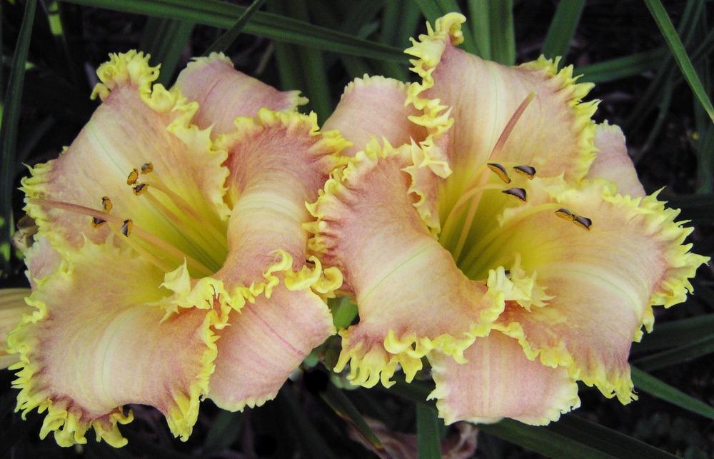 Photo of the bloom of Daylily (Hemerocallis 'Dikya') posted by ...