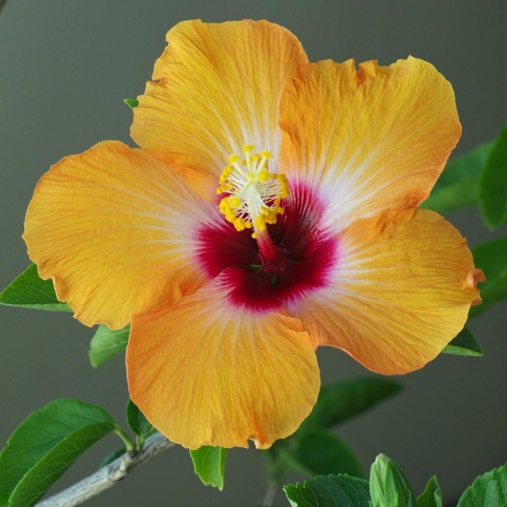 Tropical Hibiscuses: Plant Care and Collection of Varieties - Garden.org