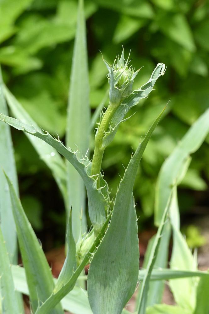 Rattlesnake Master Leaves