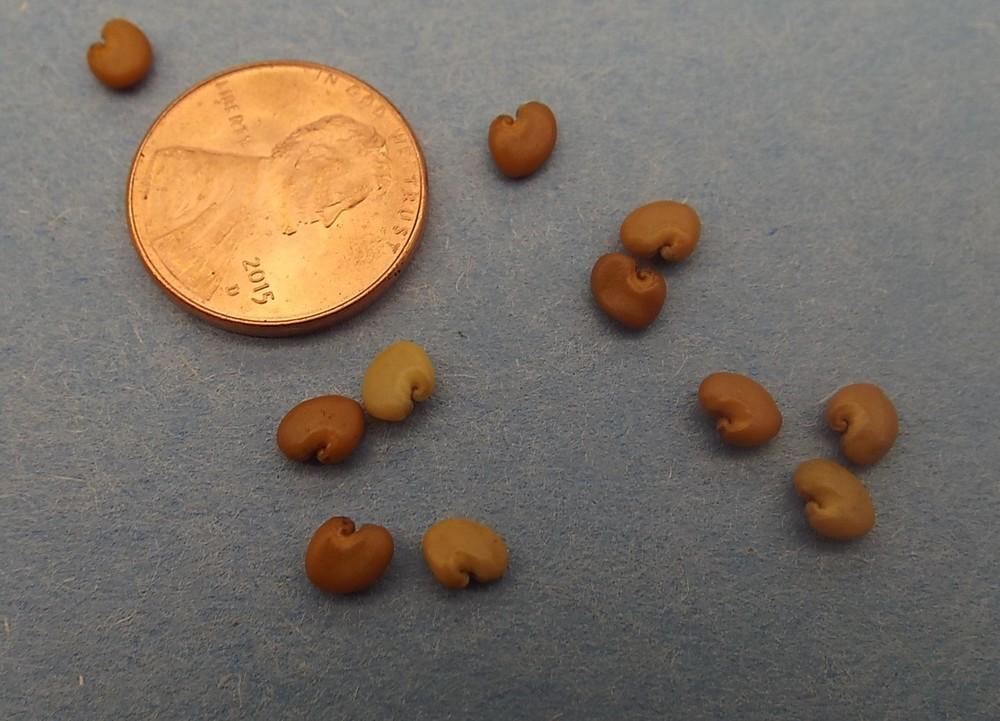 Blue Rattlepod (Crotalaria verrucosa) - Garden.org