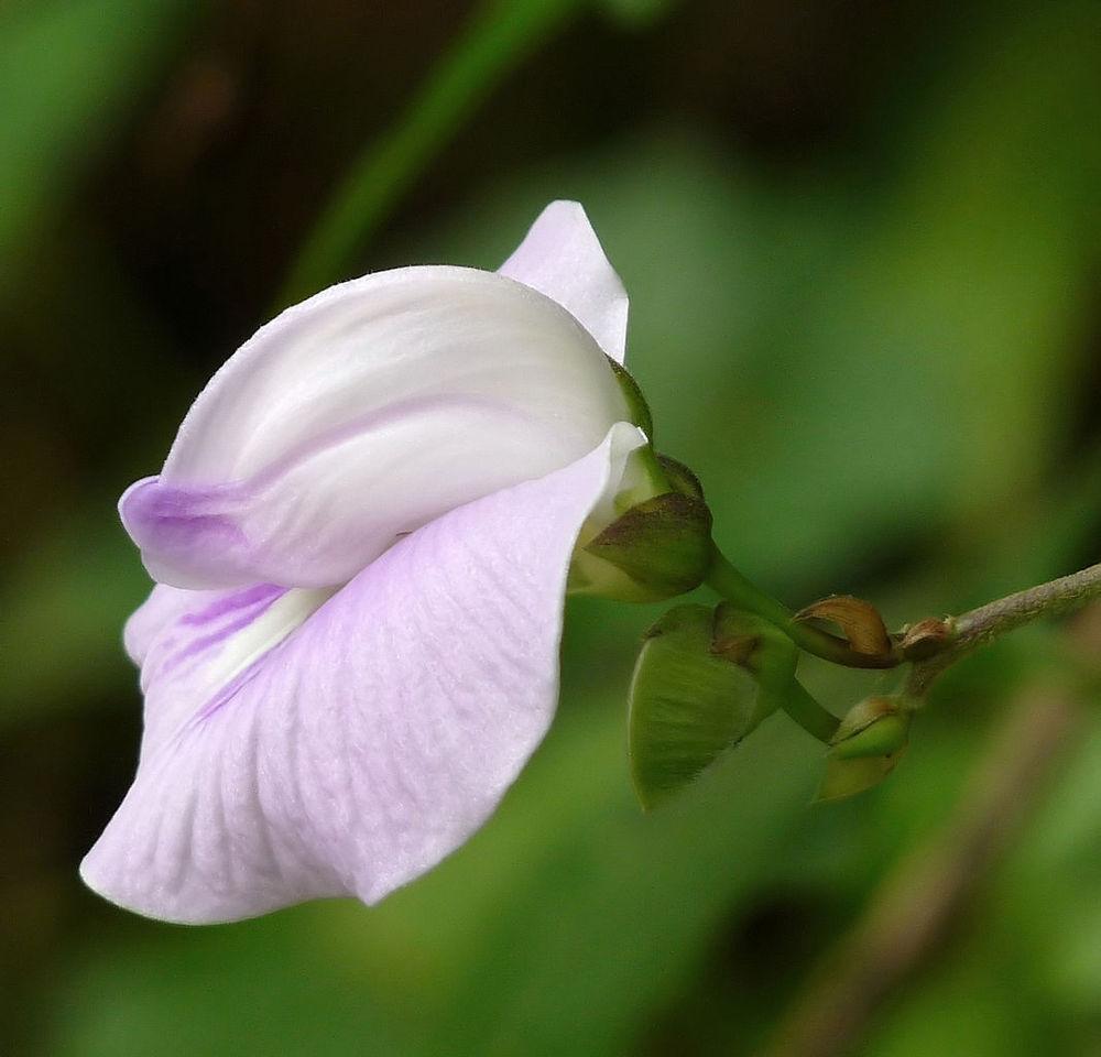 Butterfly Pea (Centrosema pubescens) - Garden.org