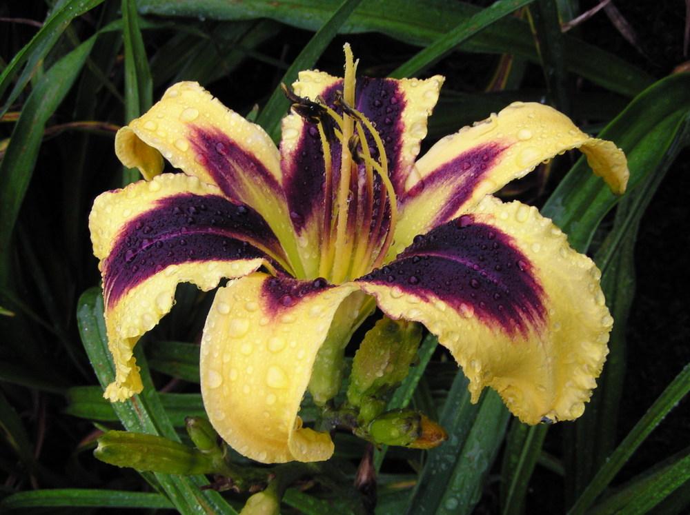 Daylily (Hemerocallis 'Zigane') in the Daylilies Database - Garden.org